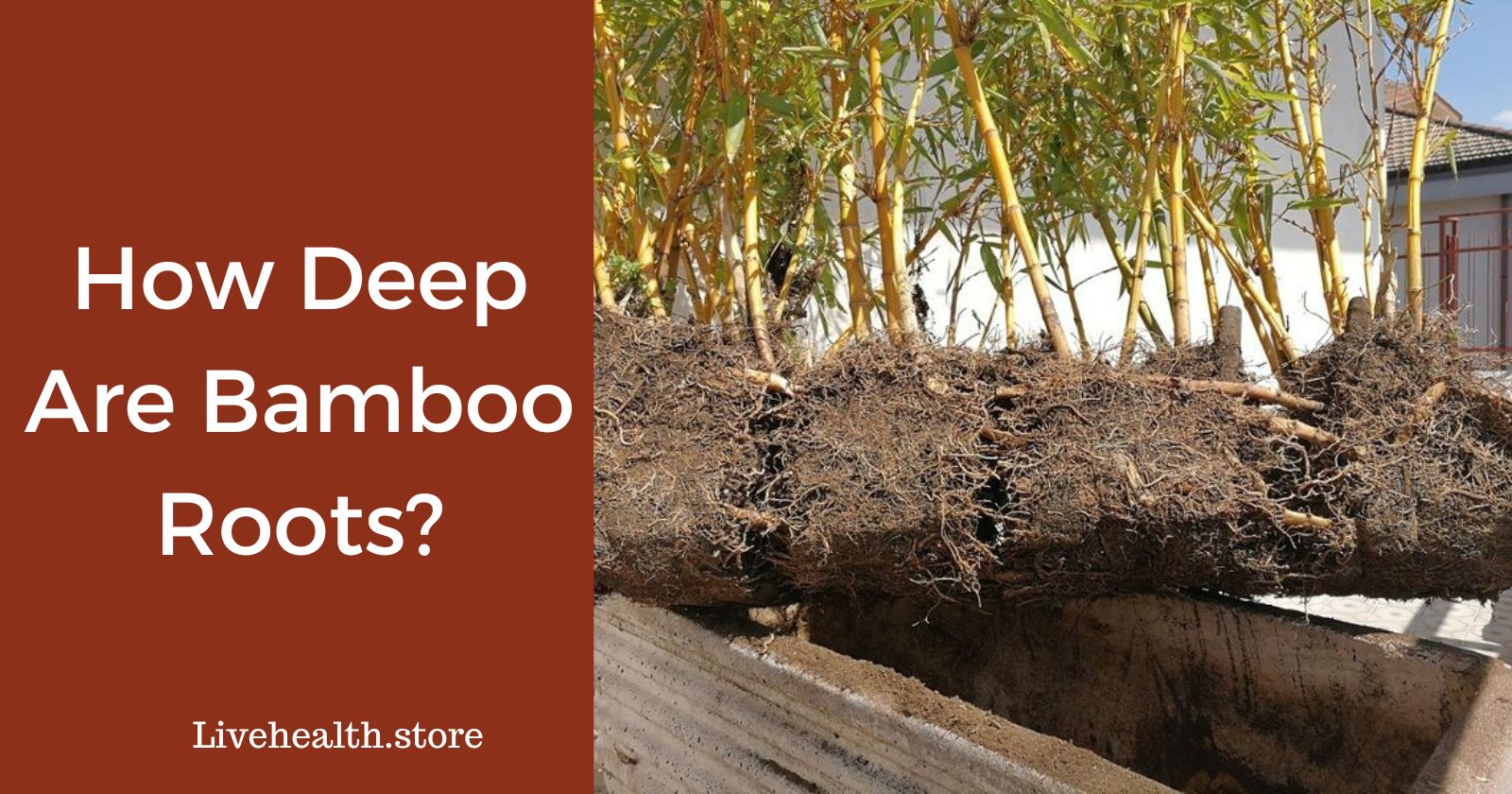 How Deep Are Bamboo Roots - Live Health