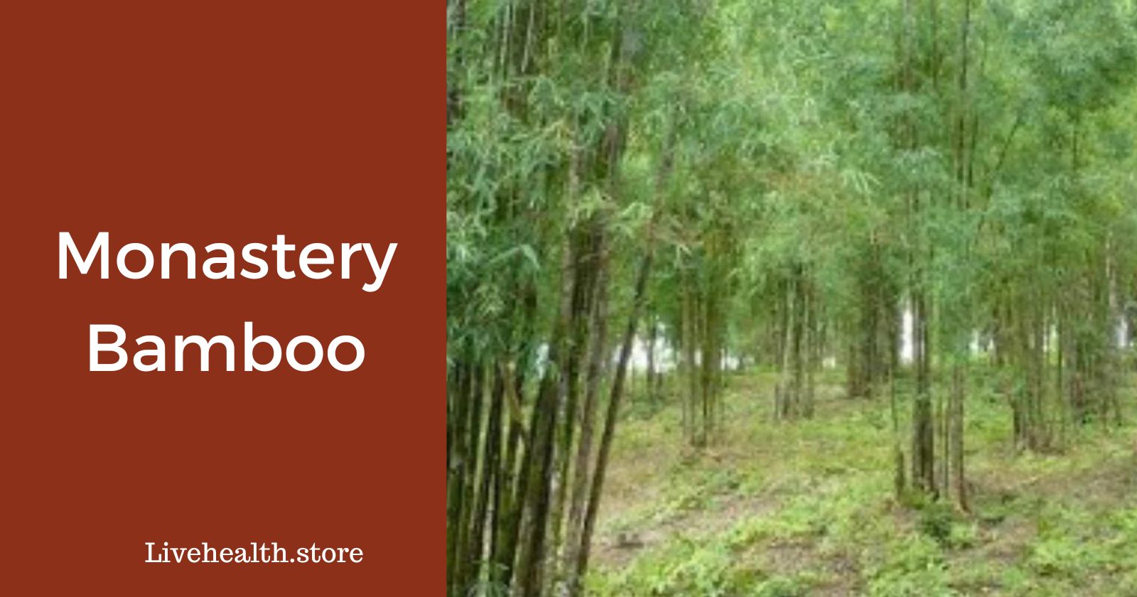 Monastery Bamboo - Live Health