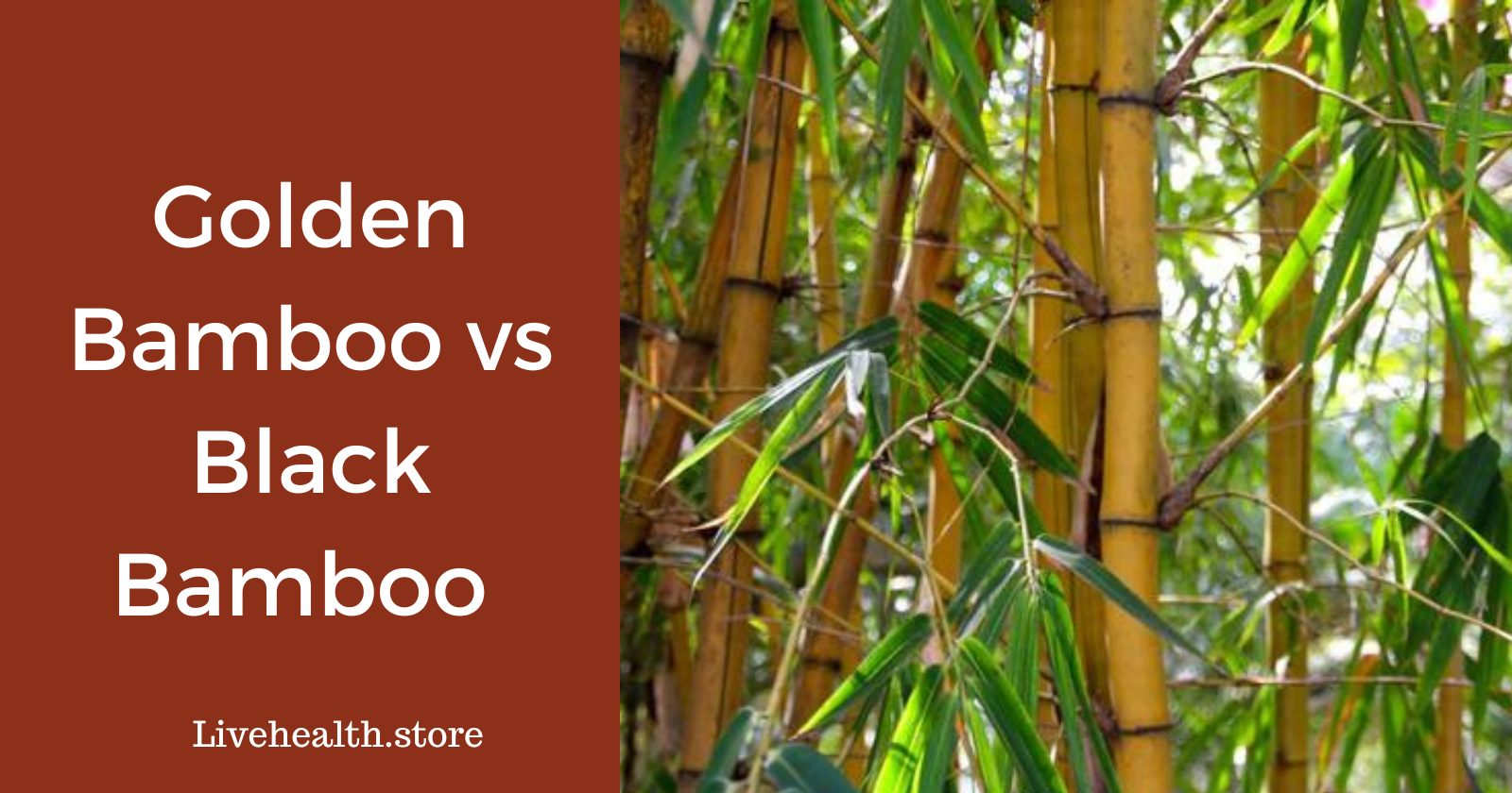 Black Bamboo Vs Golden Bamboo - Live Health