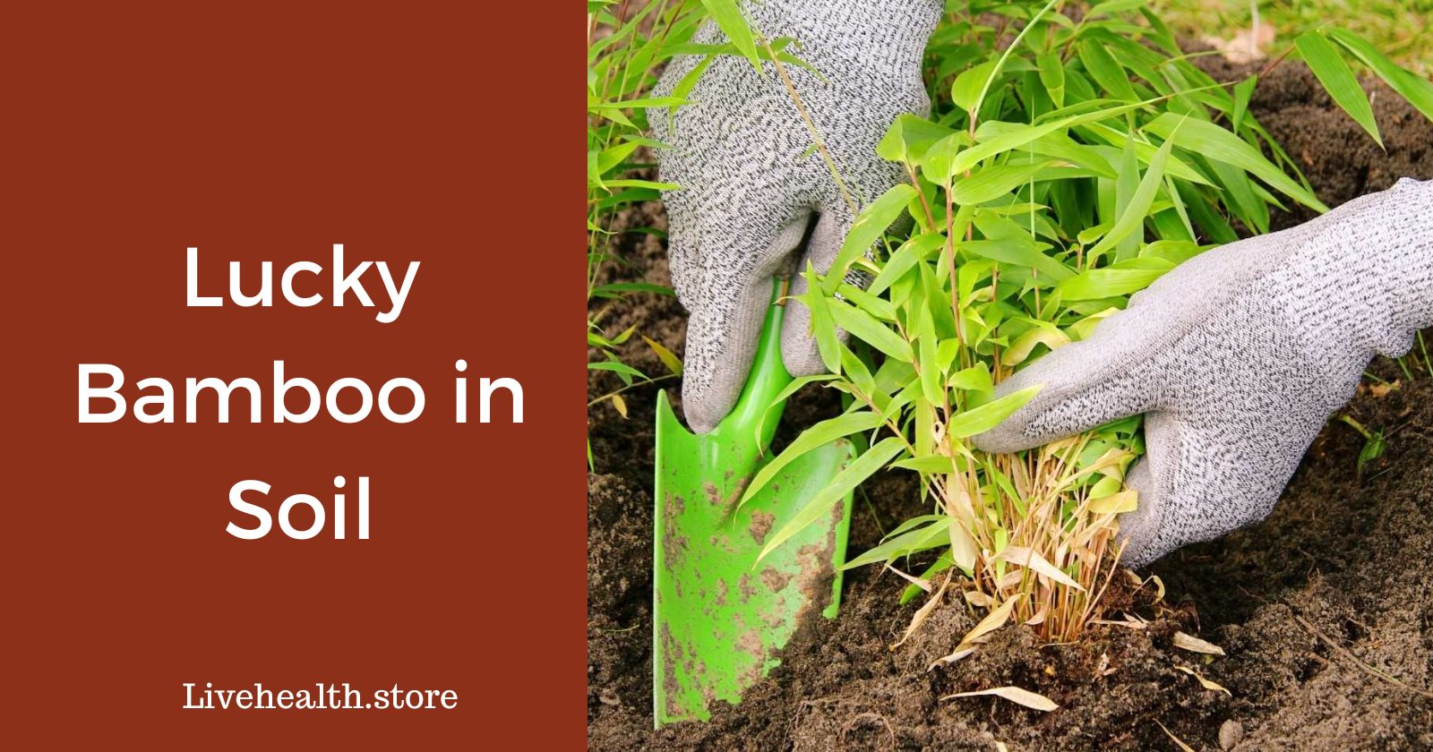 Planting Lucky Bamboo In Soil - Live Health