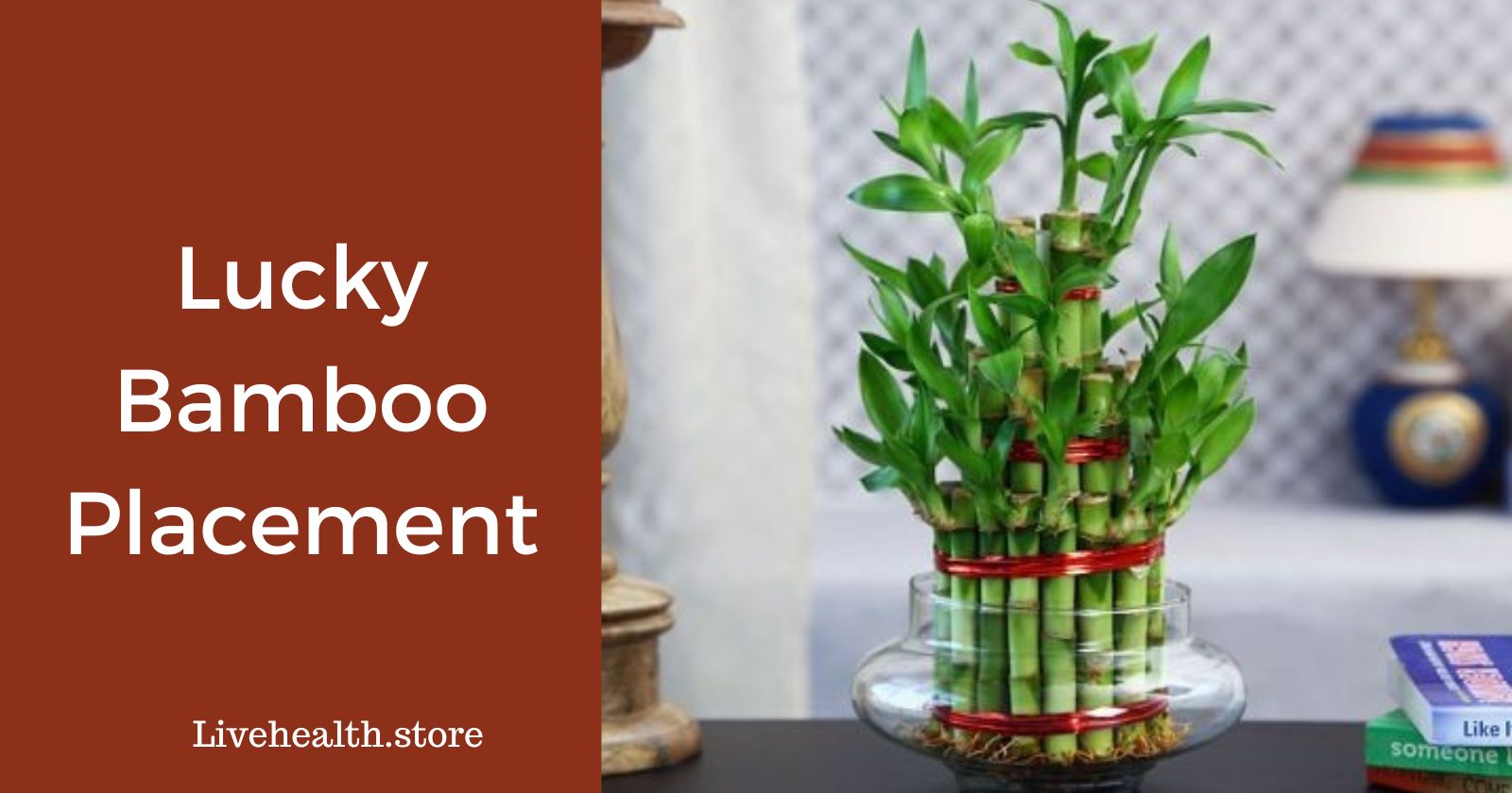 Where To Place Lucky Bamboo? - Live Health