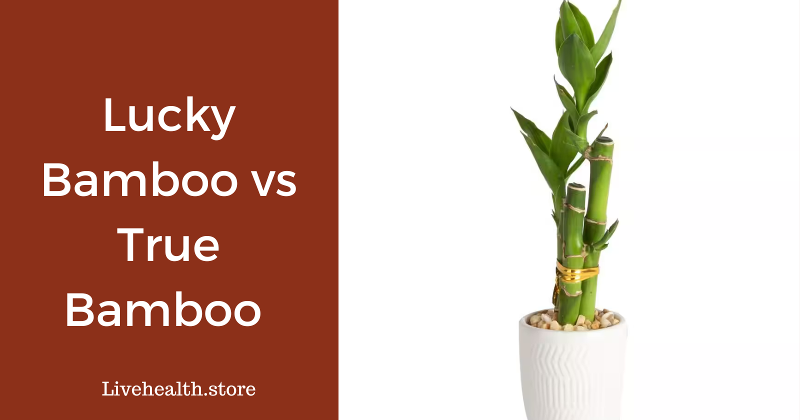 Lucky Bamboo Vs Bamboo - Live Health