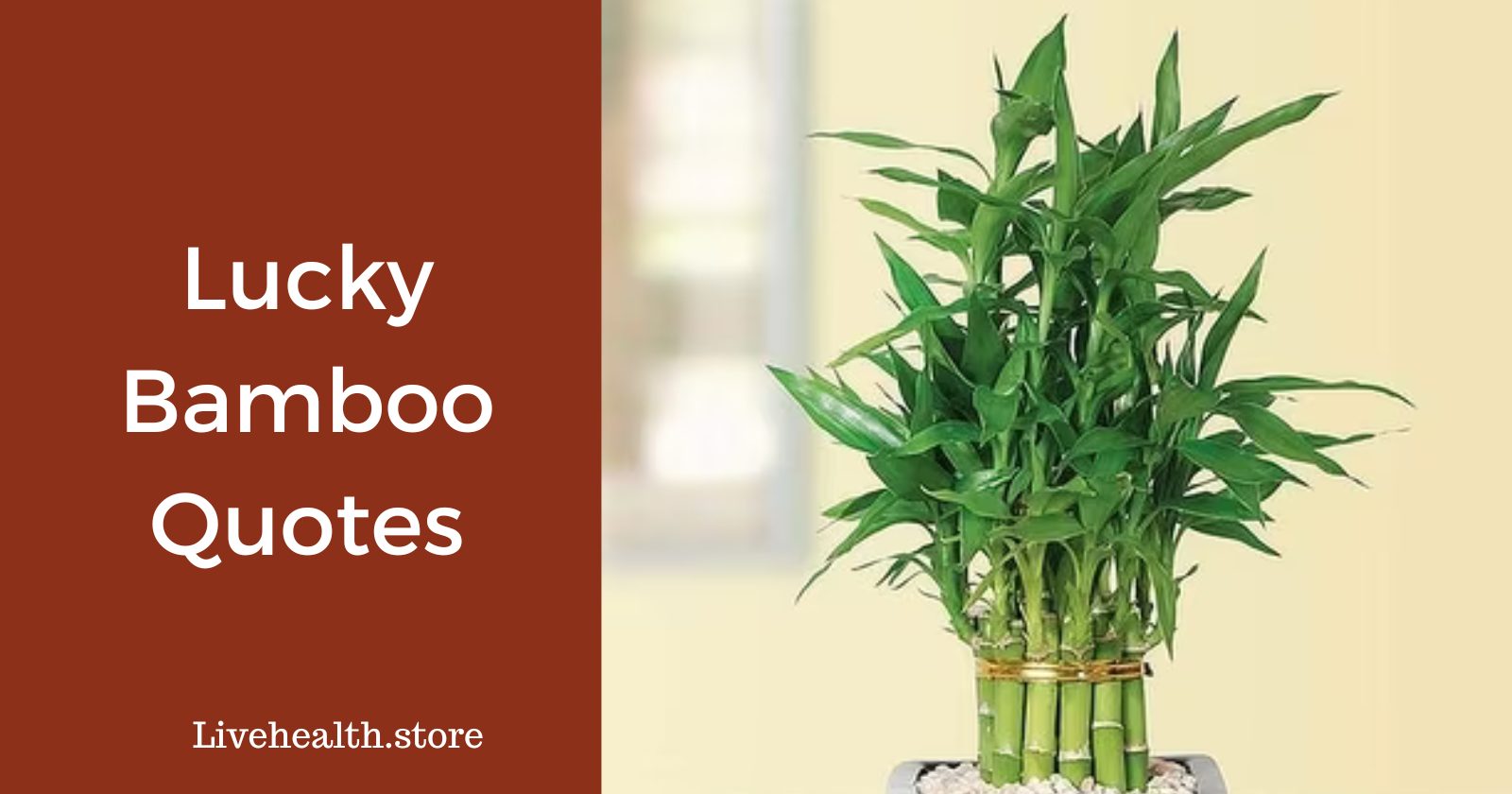 50 Lucky Bamboo Quotes Gifting Friendship And Luck - Live Health